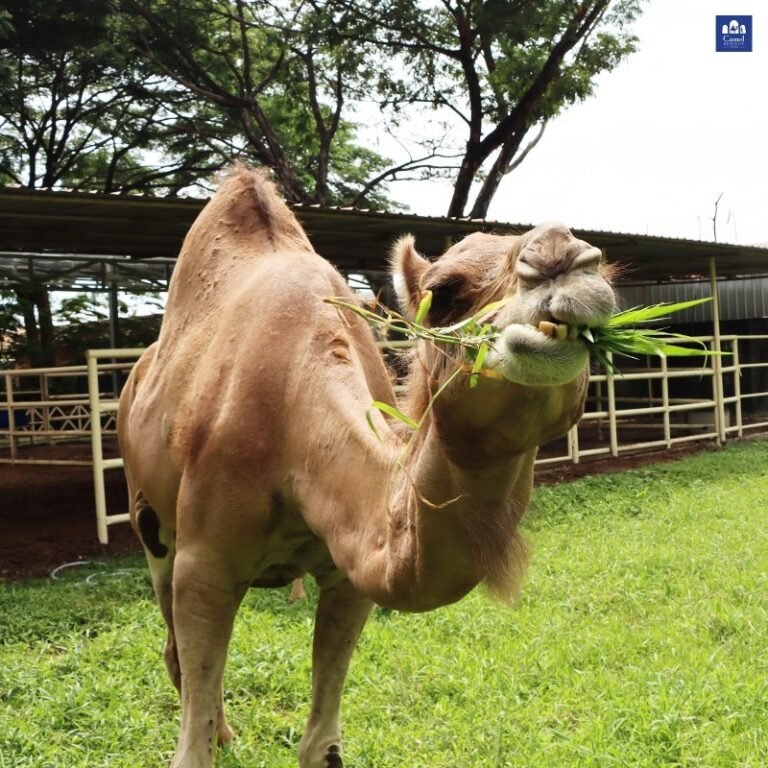 14 ที่เที่ยวชะอํา 2567 ที่เที่ยวชะอำเปิดใหม่ น่าเที่ยวทุกที่ - GangTravel